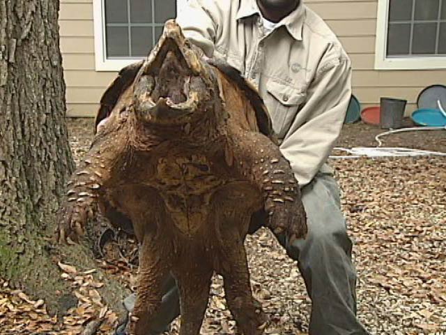 Did You Hear About the Huge Alligator Snapping Turtle Rescue? Whoa!