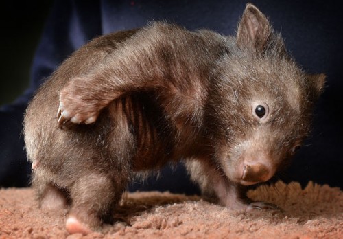 Unique WOMBAT Facts You Will Want to Share, Trust Me