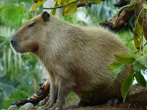 C is for Cool Capybara Facts : A-Z Collection of Animals