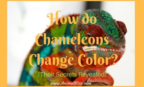 How do Chameleons Change Color? Their Secrets Revealed