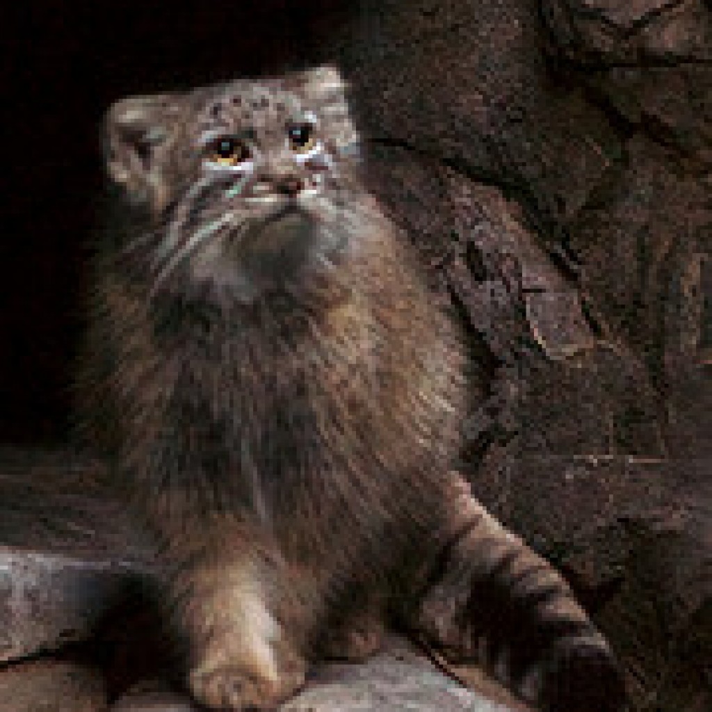 Rare Pallas Cat Facts, Beautifully Wild Feline, aka Manul