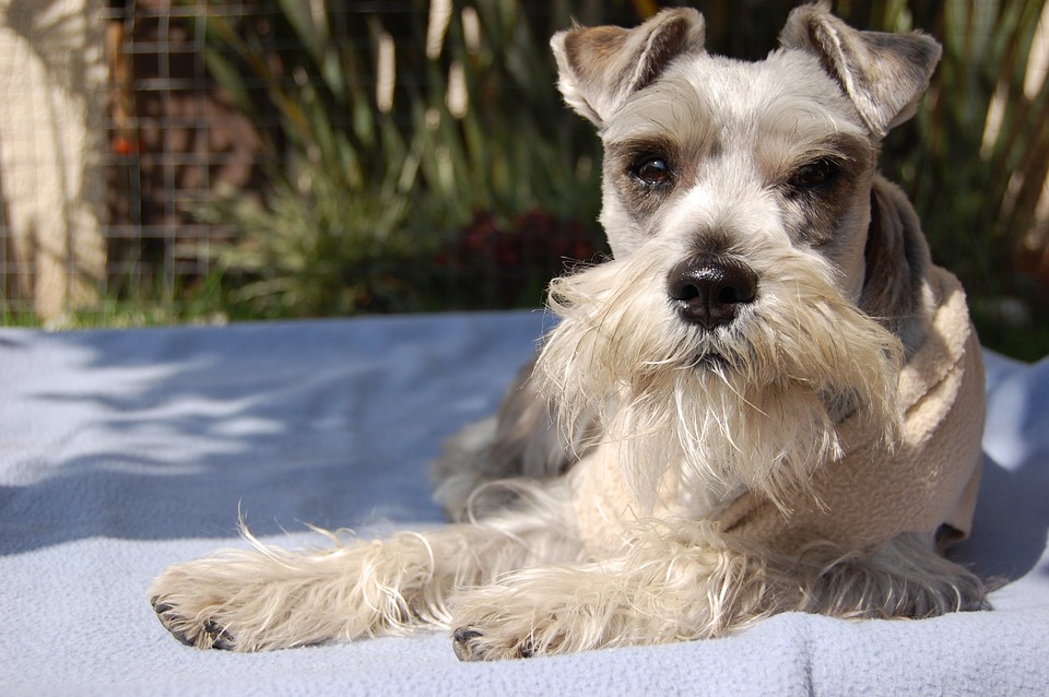 Tips on Breed Choices When Getting a New Puppy