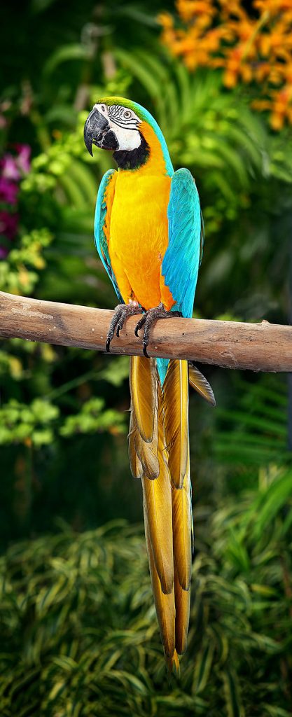 10 Major Things to Consider Before Getting a Macaw