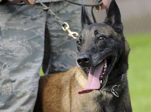 Military Dogs are Heroes With Fur : Military Working Dogs