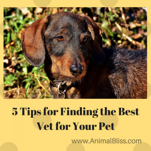 5 Tips for Finding the Best Vet for Your Pet