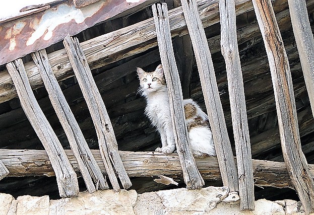 When Pets Get Left Behind, How You Can Help