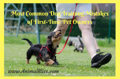 Most Common Dog Training Mistakes of First-Time Pet Owners