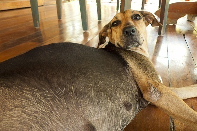 What to Feed Your Pregnant Dog - Nutritional Needs