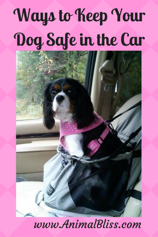 Ways to Keep Your Dog Safe in the Car (All Year Round)