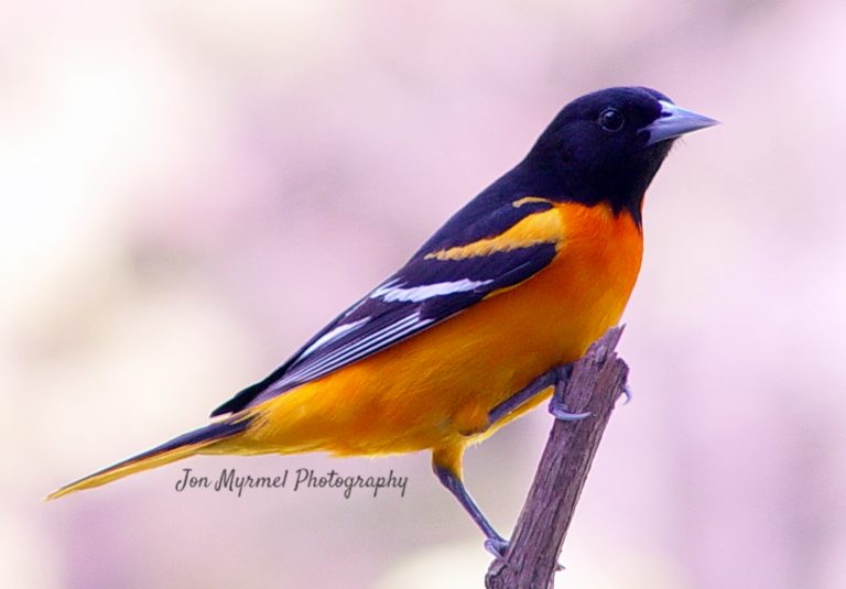 Tips to Attract Wild Birds to Your Backyard - Become a Bird Watcher