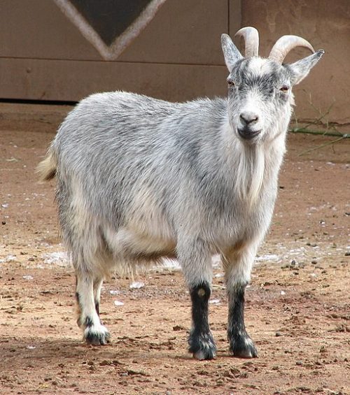 4 Types Of Miniature Goats You Would Want As A Pet