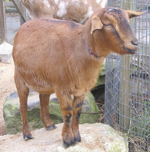 4 Types Of Miniature Goats You Would Want As A Pet