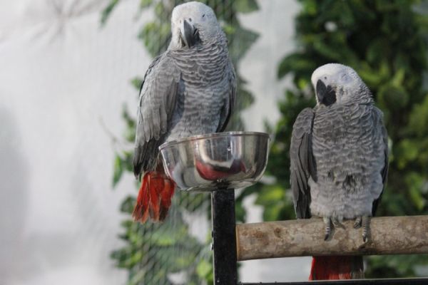 10 Amazing Facts about Parrots You Did Not Know