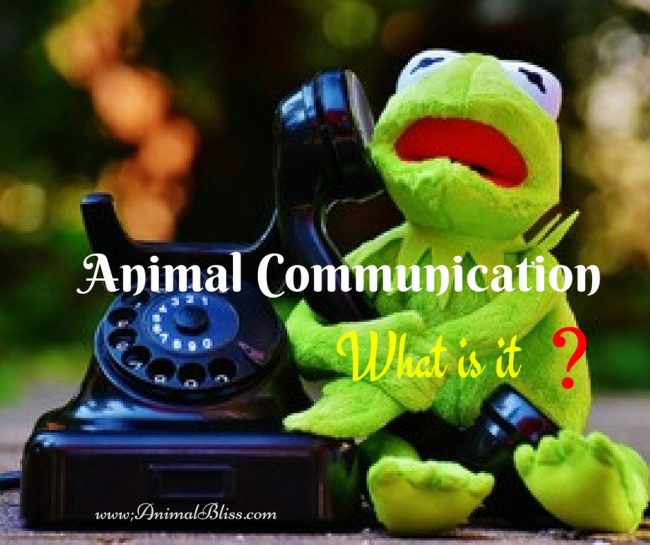 What is Animal Communication - How Can it Help Our Pets?