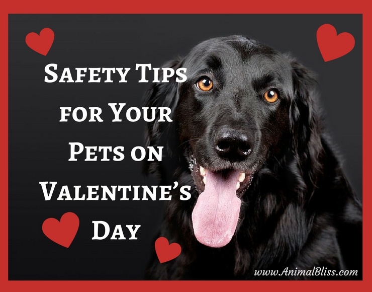 Safety Tips for Your Pets on Valentine’s Day