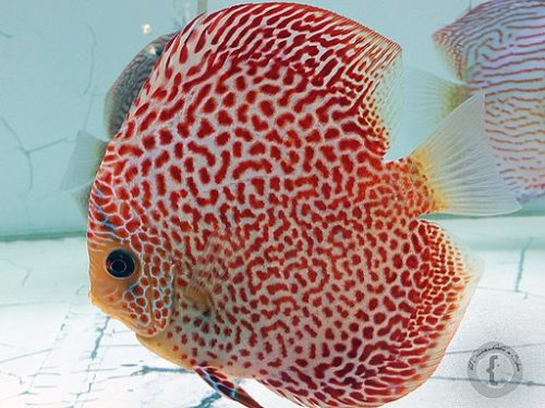 Freshwater Discus Fish Facts - Animal Bliss