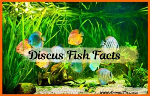 Freshwater Discus Fish Facts - Animal Bliss