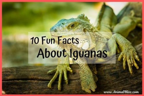 10 Fun Facts About Iguanas You Didn't Know - Animal Bliss