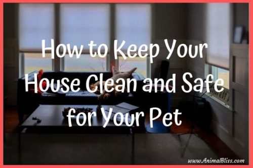 How to Keep Your House Clean and Safe for Your Pet