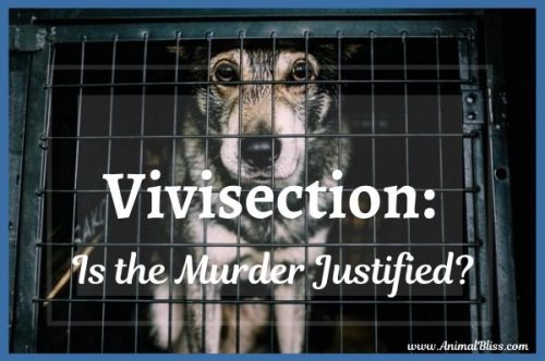 Vivisection: Is the Murder of Animals Justified? - Animal Bliss