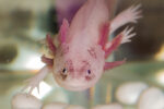 What Size Tank Do Axolotl Need? Tank 101
